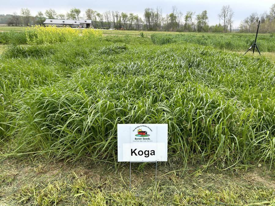 Koga Tetraploid Annual Ryegrass | Smith Seed Services